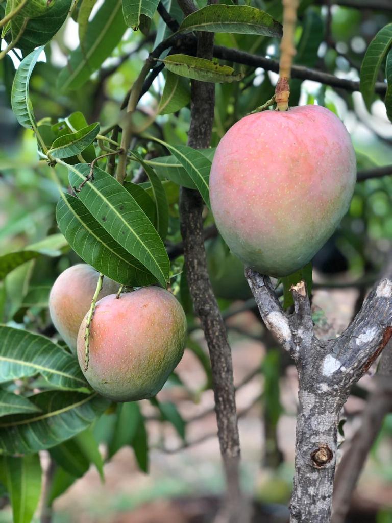 Ratnagiri Mango Mart - Fresh Alphonso Mangoes Online