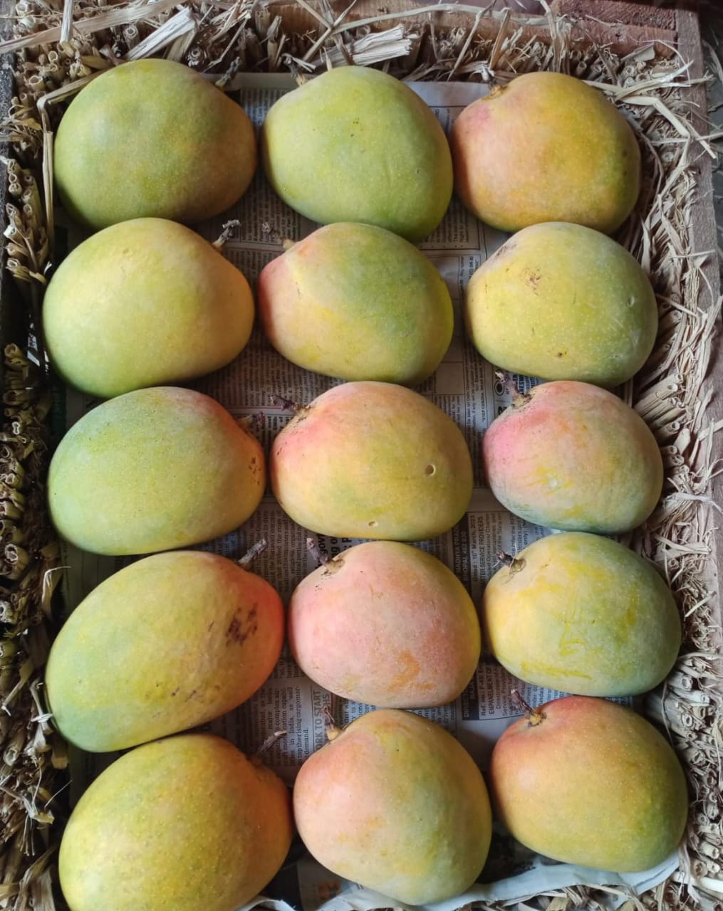 Ratnagiri Mango Mart - Fresh Alphonso Mangoes Online